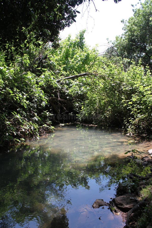 Tel Dan River Nature Reserve, North Israel Stock Photo - Image of ...