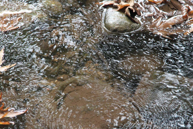Water Spring, Tel Dan River Nature Reserve, North Israel Stock Image ...