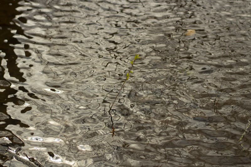 Water in Spring. Waves on Surface. Spring Puddle Stock Image - Image of ...