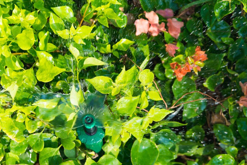 Water Springer in the Garden with Plant Stock Image - Image of cool ...