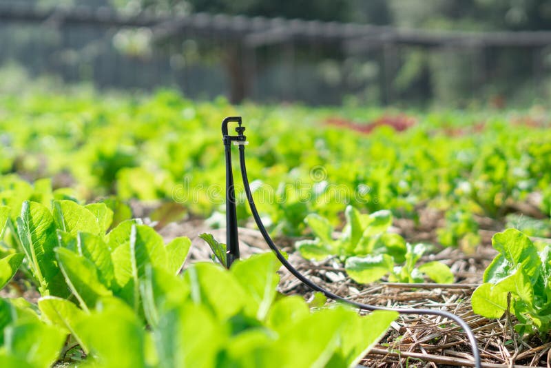 926 Springer Garden Stock Photos - Free & Royalty-Free Stock Photos ...