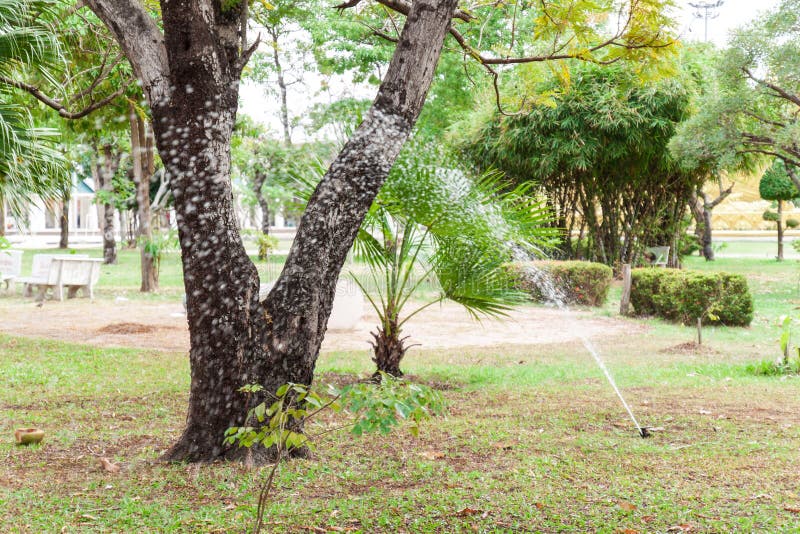 Water Springer in Garden,Springer Watering Plants Stock Image - Image ...