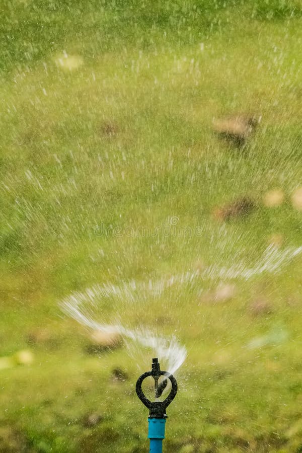 Water Springer for Watering the Plant Stock Photo - Image of chiang ...