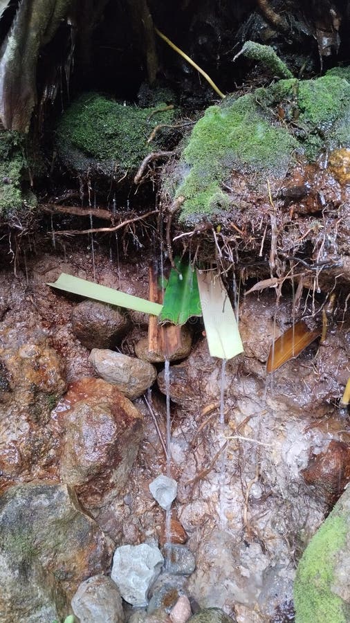 Water Water Springs Clean Dripping Stone Moss Root Experience Forest ...