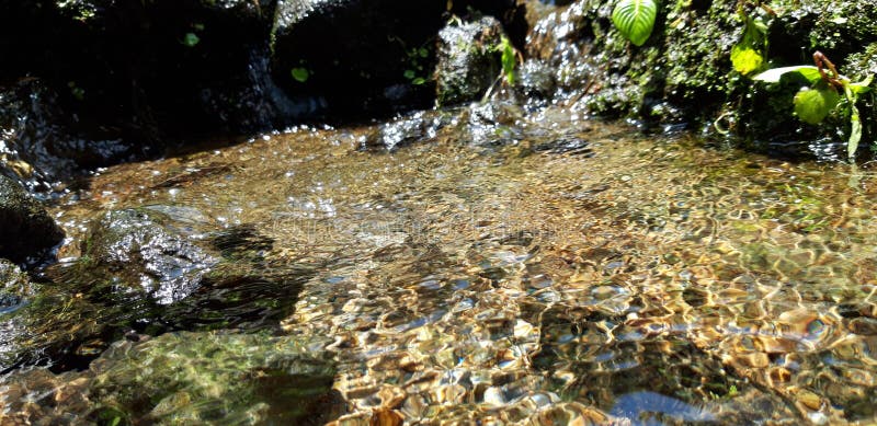 Water springs stock photo. Image of water, river, plant - 308315832