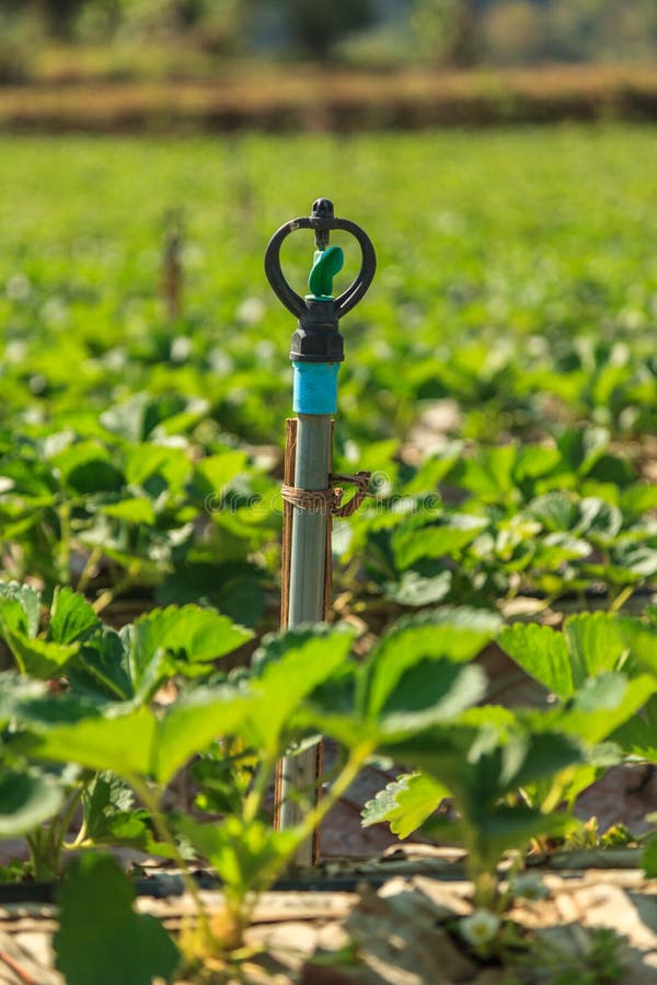 A water sprinkler in farm. stock photo. Image of garden - 93220756