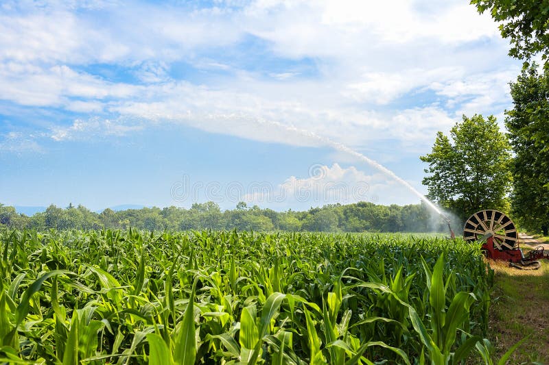 Water Sprinkler Installation in a Field of Corn. Stock Photo - Image of ...
