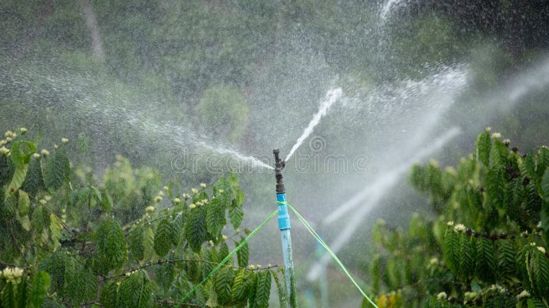 Water Sprinkler Spraying Mist on Coffee Plantation Stock Photo - Image ...