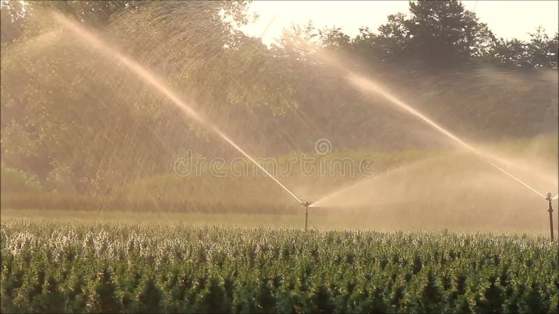 A Sprinkler System Watering Plants in a Garden or Landscape Stock ...