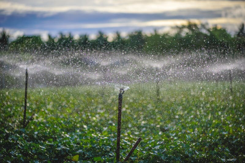 Water Sprinkler System Working in a Green Vegetable Garden Stock Photo ...