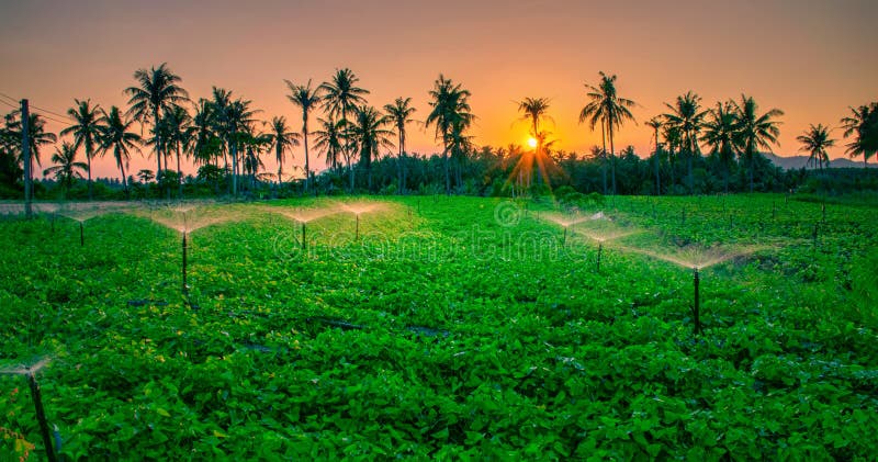 Water Sprinkler System Working in a Green Vegetable Garden at Sunset ...