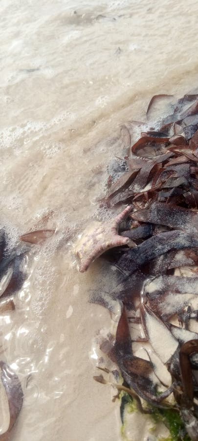 Water star fish sand beach stock photo. Image of star - 288542982