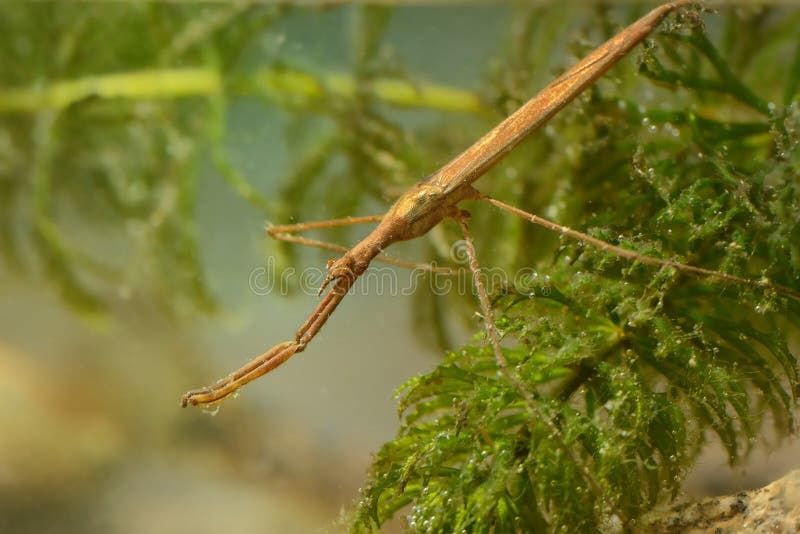 Water Stick Insect - Ranatra Linearis Stock Photo - Image of khanka ...