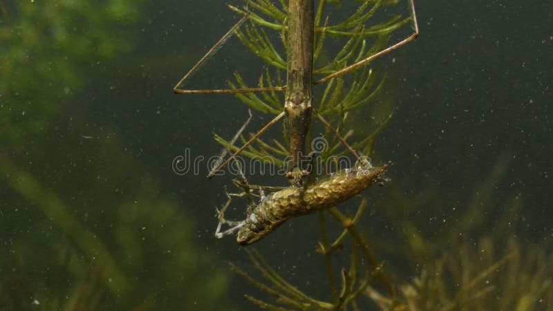 Water Stick Insect - Ranatra Linearis Under Water with Caught Prey ...