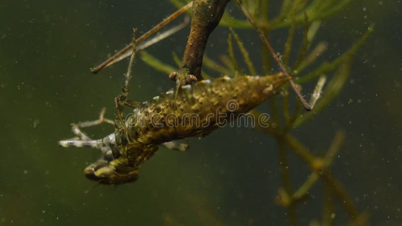 Water Stick Insect - Ranatra Linearis Under Water with Caught Prey ...