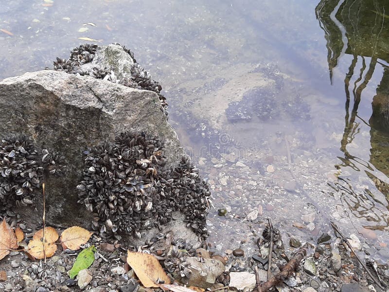 Water, Stone, Shells, Nature, Lake. Stock Image - Image of nature ...