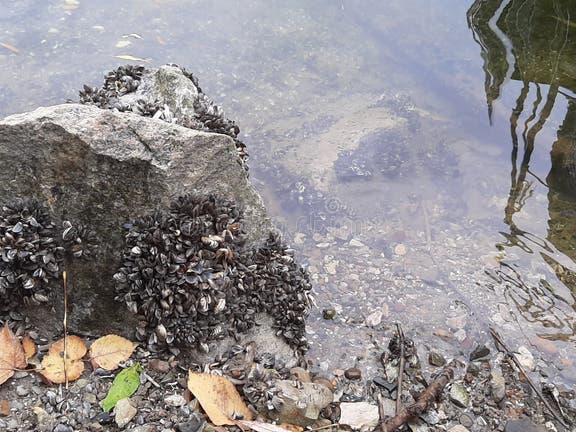 Water, Stone, Shells, Nature, Lake. Stock Image - Image of nature ...