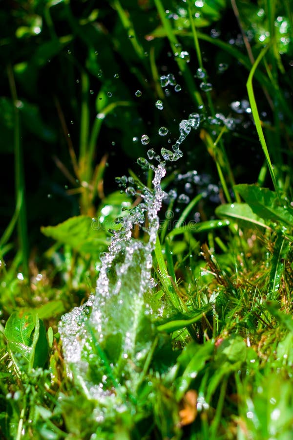 Water stream stock photo. Image of color, grass, black - 11740470
