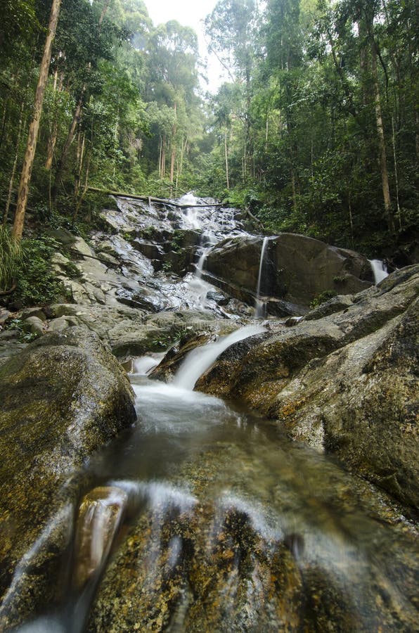 Water Stream and Beautiful Waterfall Surrounded by Green Forest Stock ...