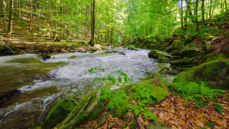 Water Stream in the Beech Forest Stock Image - Image of summer, rapid ...