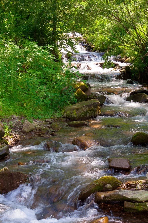 Water Stream in the Beech Woods Stock Photo - Image of explore, crystal ...