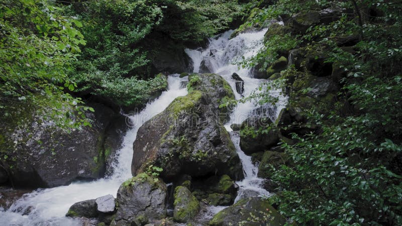 Water Stream Flowing through Rainforest Stock Video - Video of trees ...