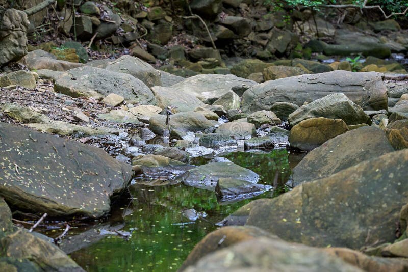 Water Stream Flowing between Rocks in the Forest Stock Photo - Image of ...