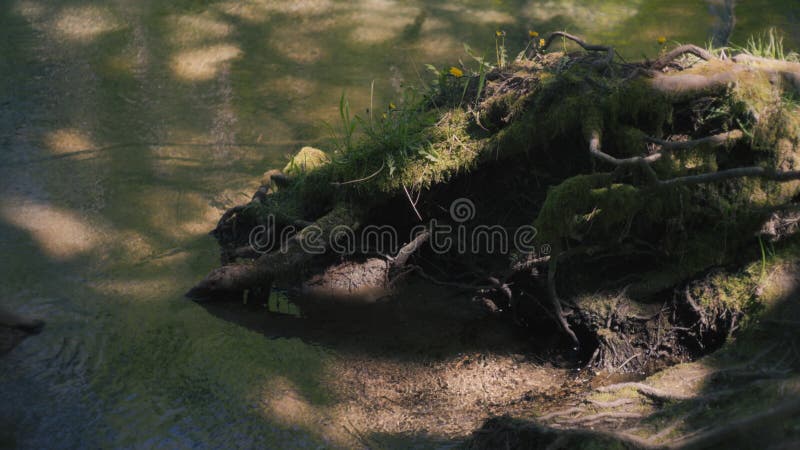 Water Stream Flowing between the Trees and Their Roots Covered in Moss ...