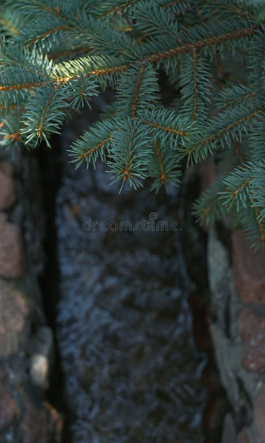 The Water of the Stream Flows between the Tree Branches Stock Image ...