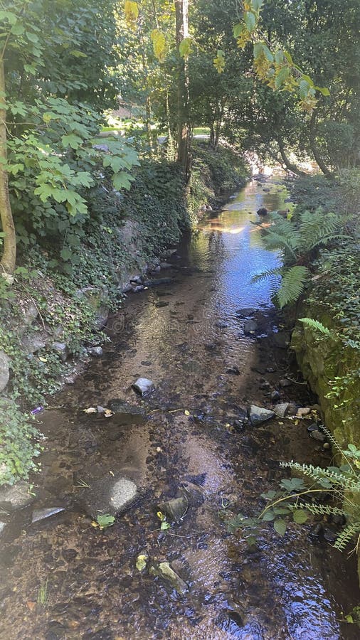 The Water of the Stream Flows Very Slowly and with Little Water in ...