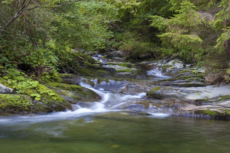 Water stream in forest stock image. Image of leisure - 53581783