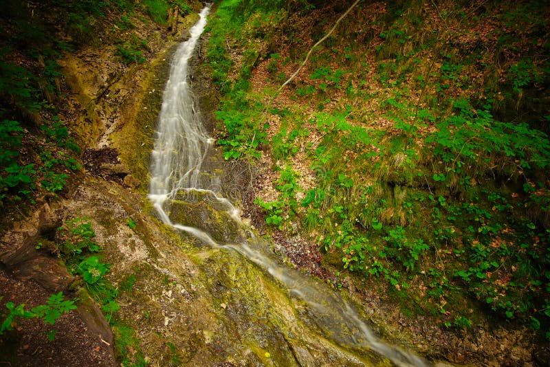 Water Stream in the Forest stock image. Image of drop - 44319057