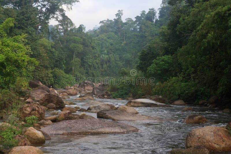 Water stream in forest stock photo. Image of green, nature - 63089014