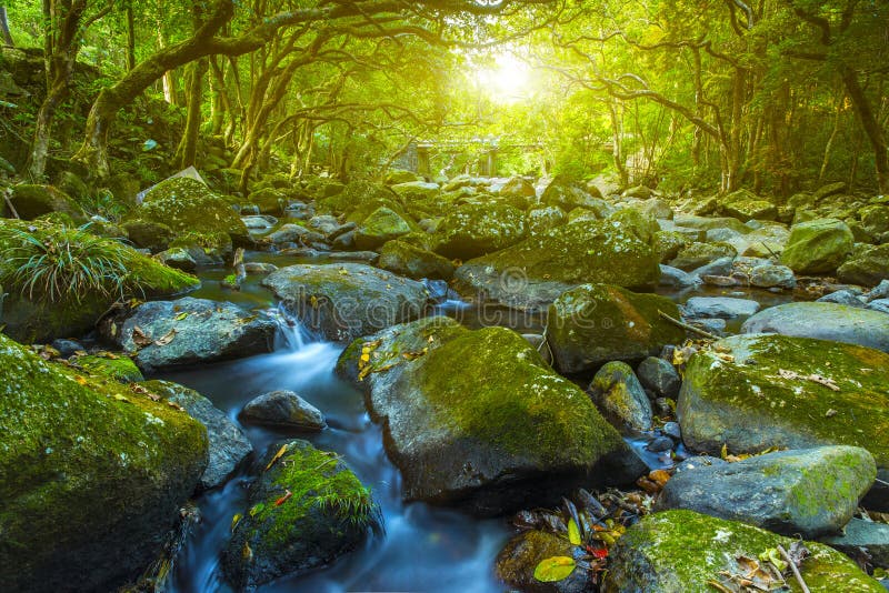 Deep Forest Stream with Crystal Clear Water in the Sunshine Stock Image ...