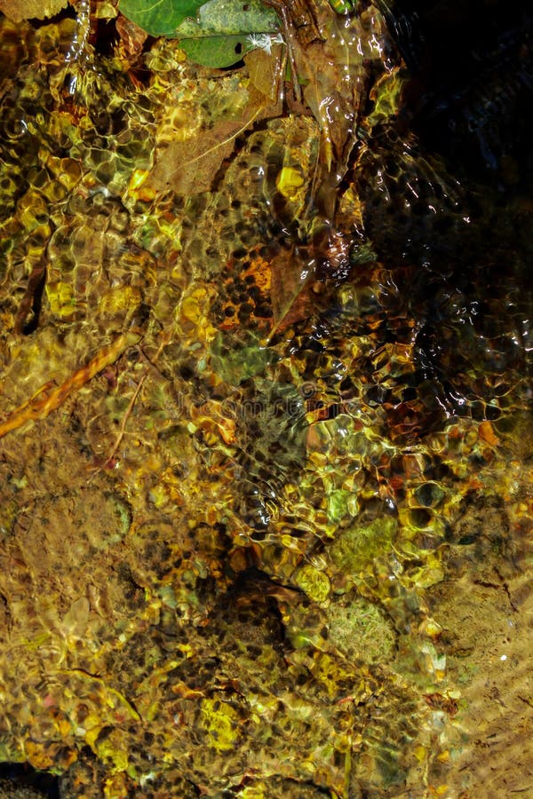 Water Stream and Its Pattern Stock Photo - Image of plant, river: 226256960