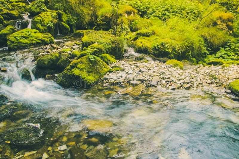 Water stream in the jungle stock image. Image of lush - 58827593