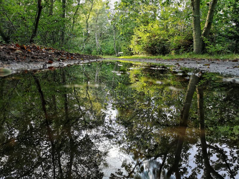 Water Stream in the Middle of the Forest with Green Trees Stock Image ...