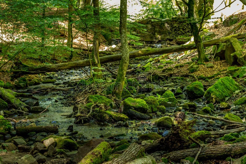 Water Stream through National Park Forest Stock Image - Image of water ...
