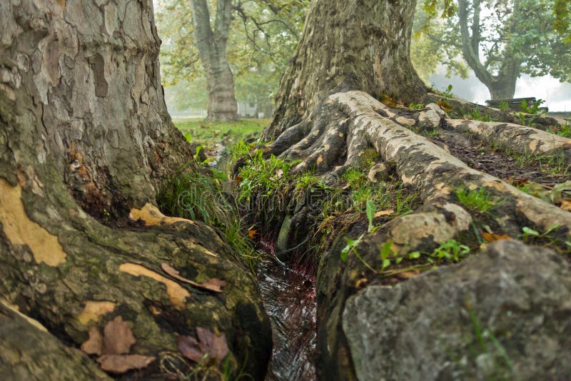 Water Stream between Roots of Big Old Trees Stock Photo - Image of ...