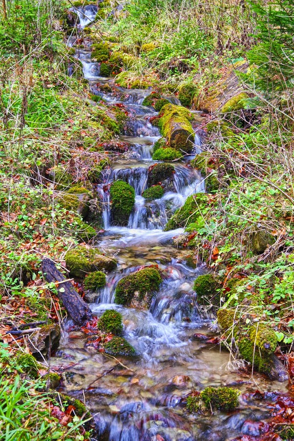 Water Stream in Summer Forest Stock Photo - Image of grass, forest ...