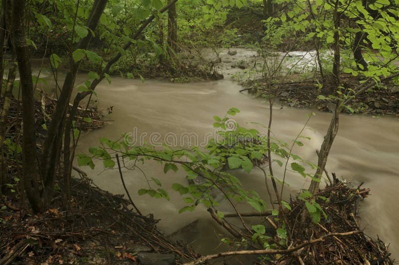 Water Stream after Summer Rain Stock Photo - Image of nature, park ...