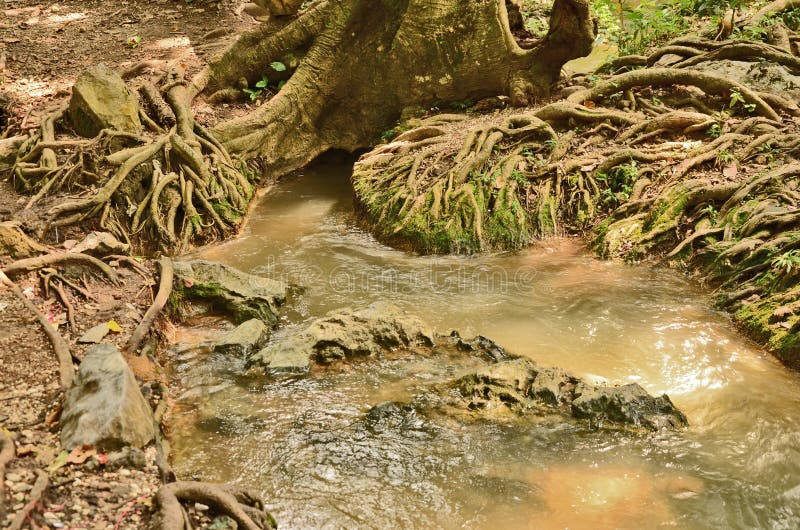 Water Stream through the Tree Stock Image - Image of ground, root: 60050185