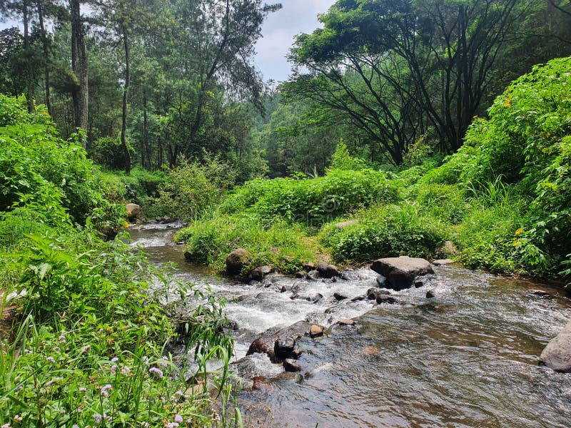 Water Stream in the Tropical Forest Stock Photo - Image of stream, tree ...