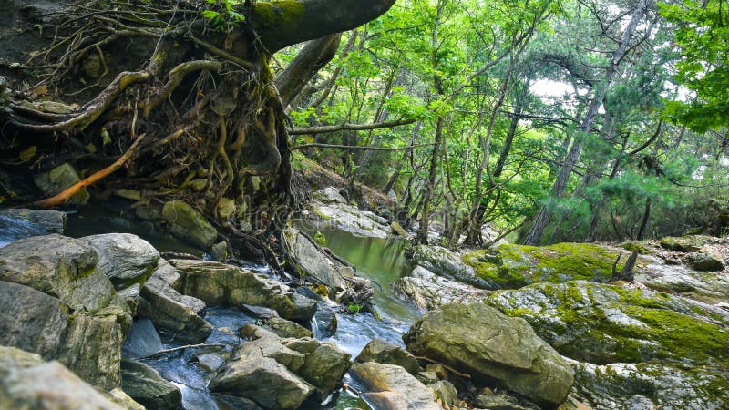 Water Stream Trough Rocky Roots Forest Stock Photo - Image of rocks ...