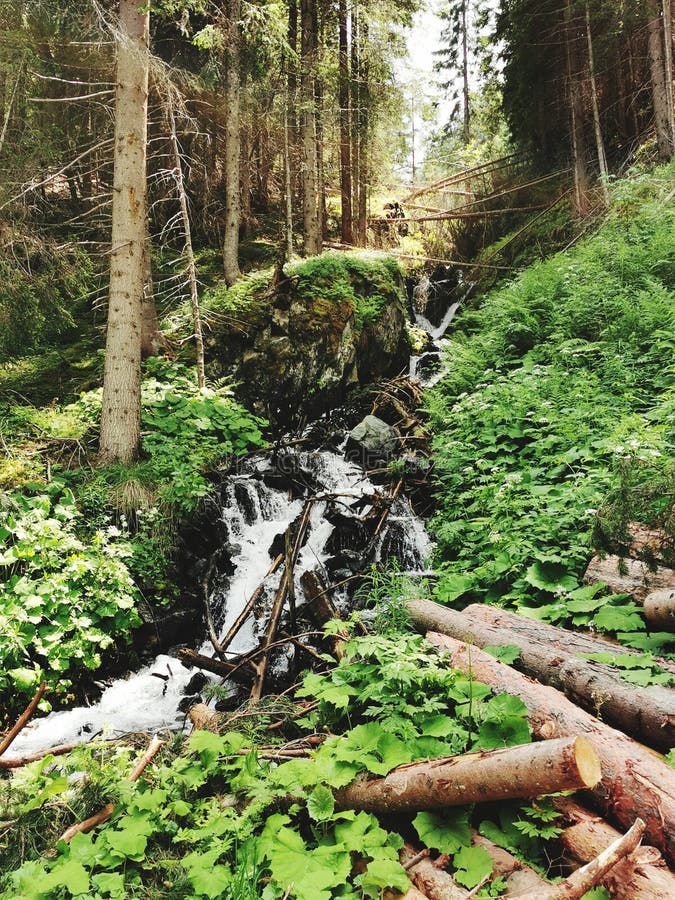 Water Streaming Down through the Forest Stock Photo - Image of ...
