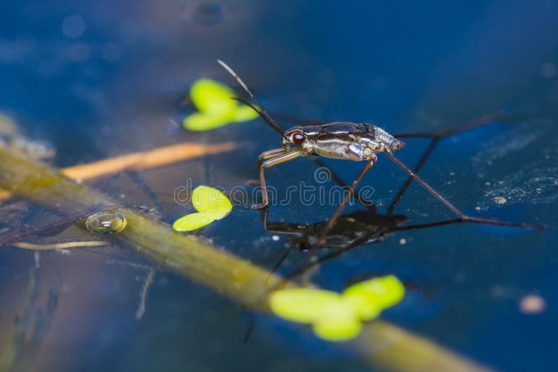 Water strider stock image. Image of pond, closeup, skater - 27614719