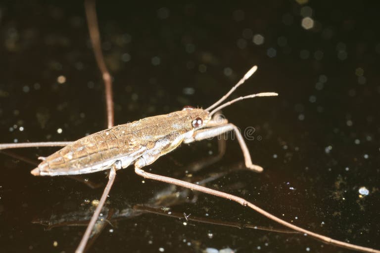Water strider stock photo. Image of strider, magic, scooter - 3893988