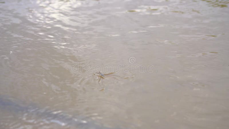 Water Strider Beetles on the River Stock Footage - Video of biology ...