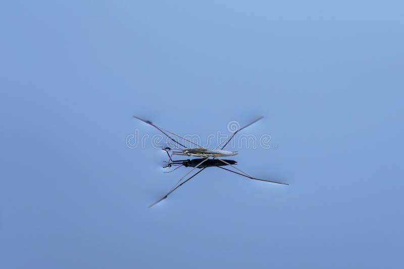 Water Strider (Gerridae Species) on Lake Surface Stock Photo - Image of ...