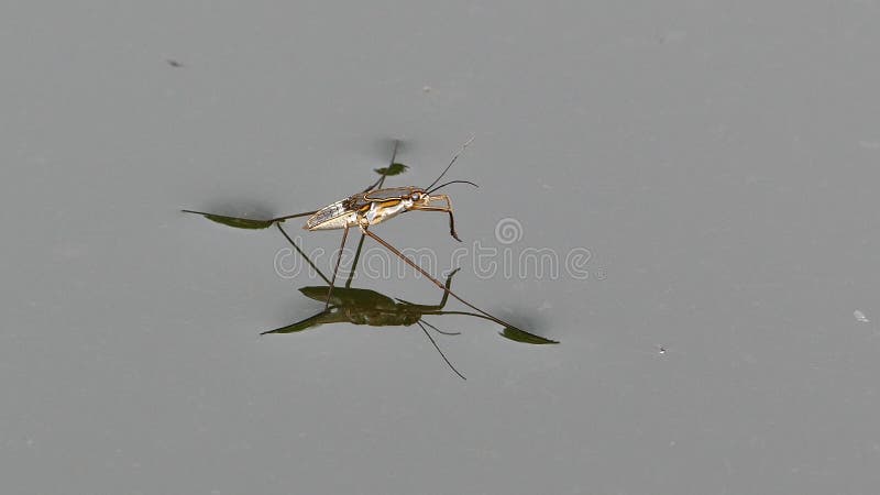Water Strider Insects Float on Water. Insects Float on Water Like ...